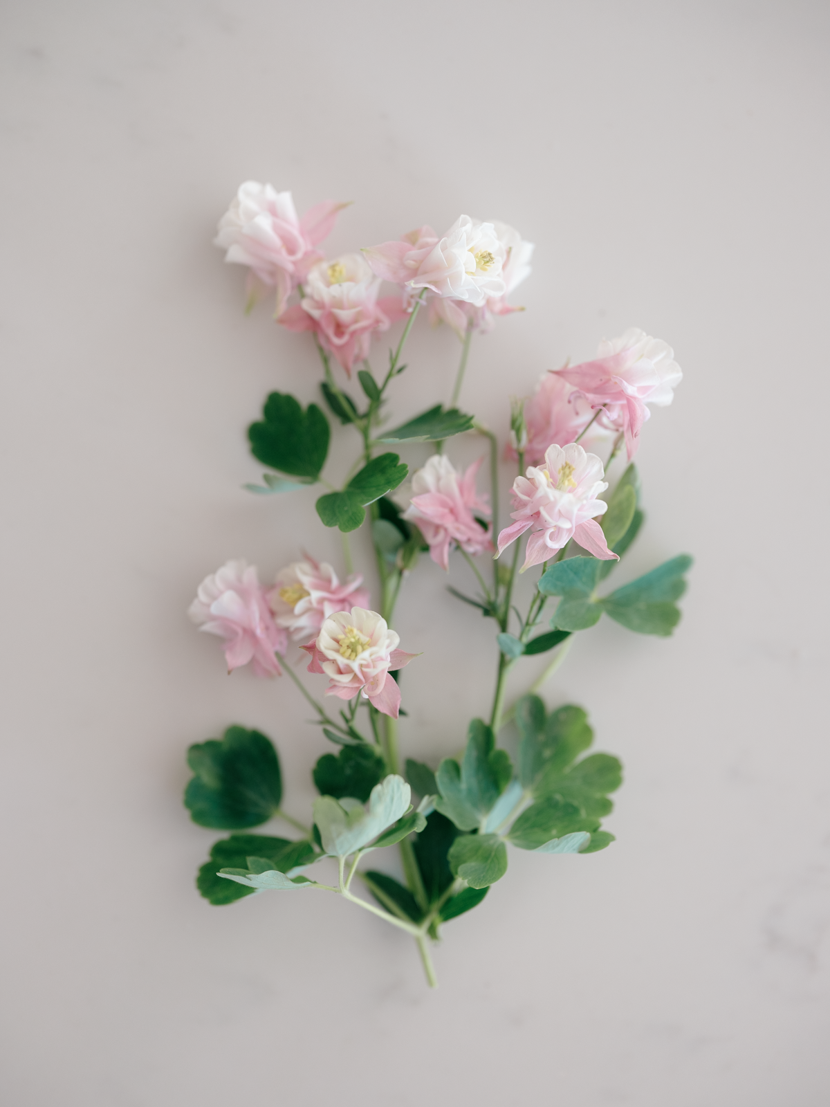 Still Life Photography: The Ultimate Beginners Guide – REFINED Co